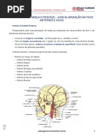 Anatomia da Irrigação e Inervação Facial | PDF | Anatomia humana ...