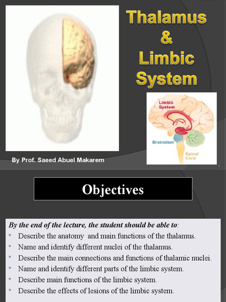 L20-Thalamus & Limbic System | PDF | Thalamus | Limbic System