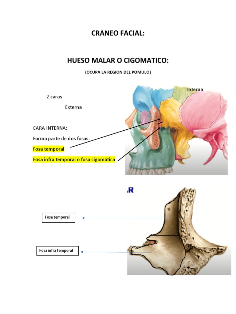 Huesos Faciales 2 | PDF | Sistema esquelético | Cabeza y cuello humanos