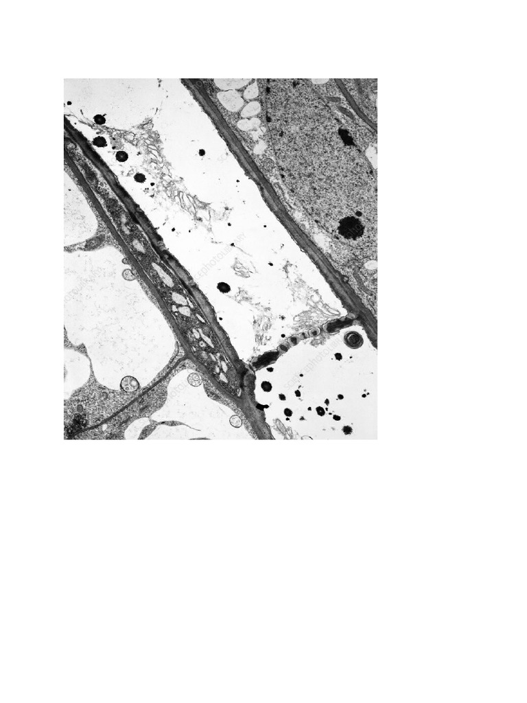 Phloem Micrograph | PDF