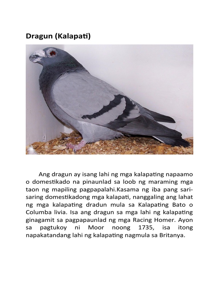 Uri NG Kalapati | PDF