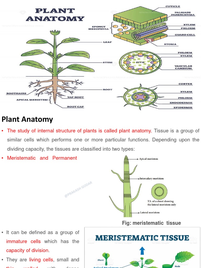 Plant Anatomy Class 12 | PDF | Tissue (Biology) | Leaf