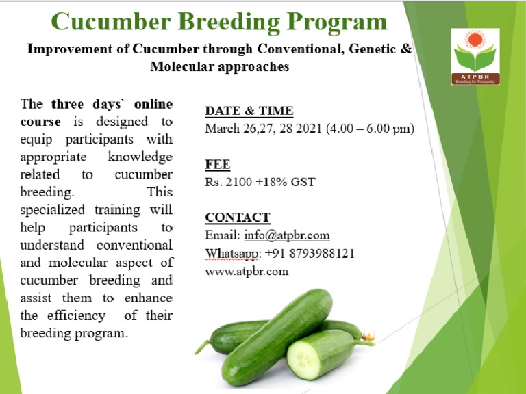 Cucumber Breeding Program | PDF