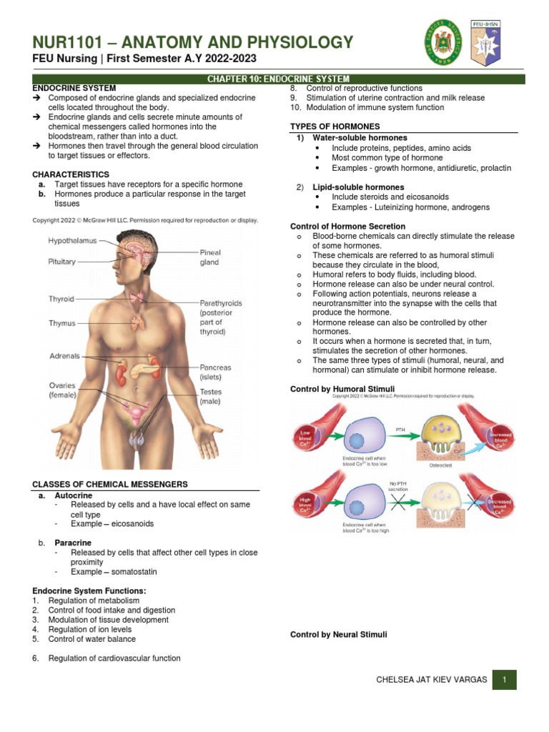Anaphy Chapter 10 Endocrine System | PDF | Hormone | Adrenal Gland