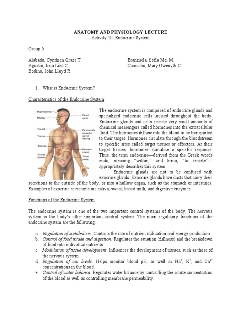 Anaphy Lecture Activity 10 Endocrine System | PDF | Adrenal Gland ...