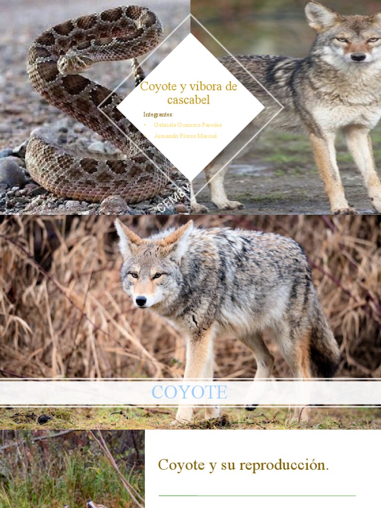 Coyote y Vibora de Cascabel 2 | PDF | Coyote