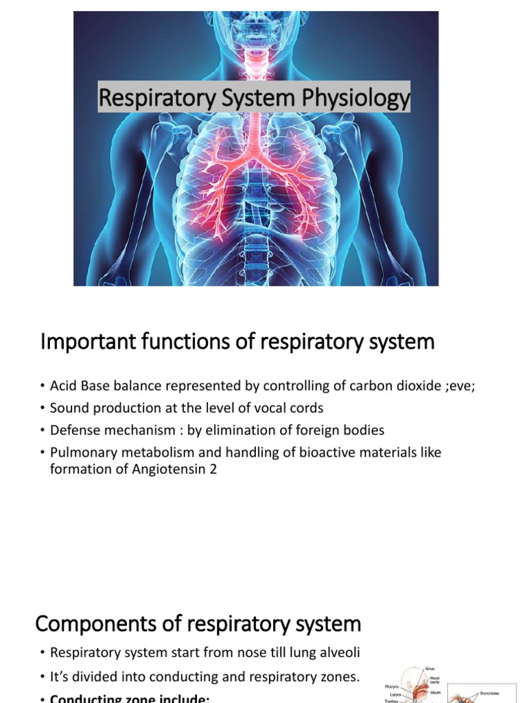 Respiratory System Physiology | PDF | Respiratory System | Lung