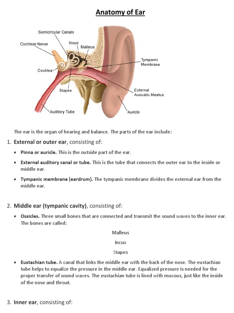 Anatomy of Ear | PDF | Ear | Hearing