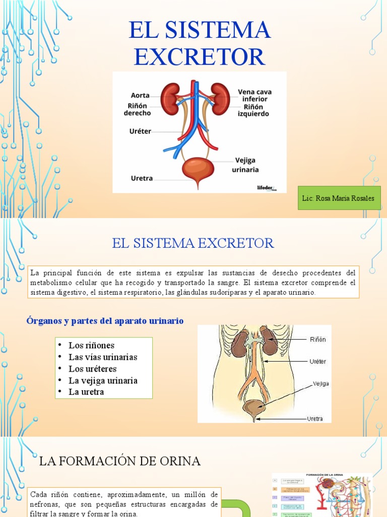 El Sistema Excretor | PDF