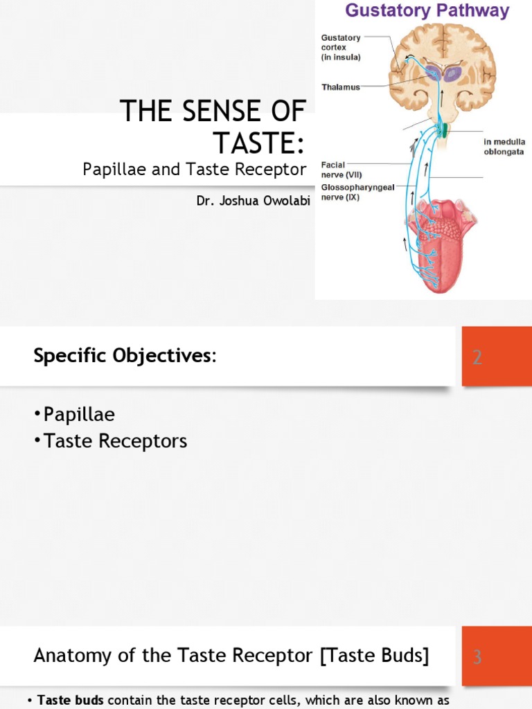 MED106 - The Sense of Taste | PDF | Taste | Tongue