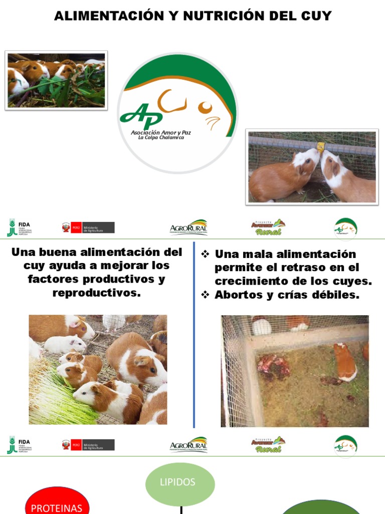 Alimentación en Cuyes | PDF | Nutrición | Dieta y nutrición