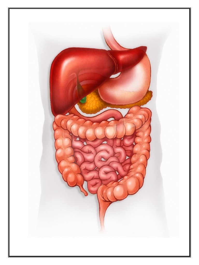 Aparato Digestivo | PDF