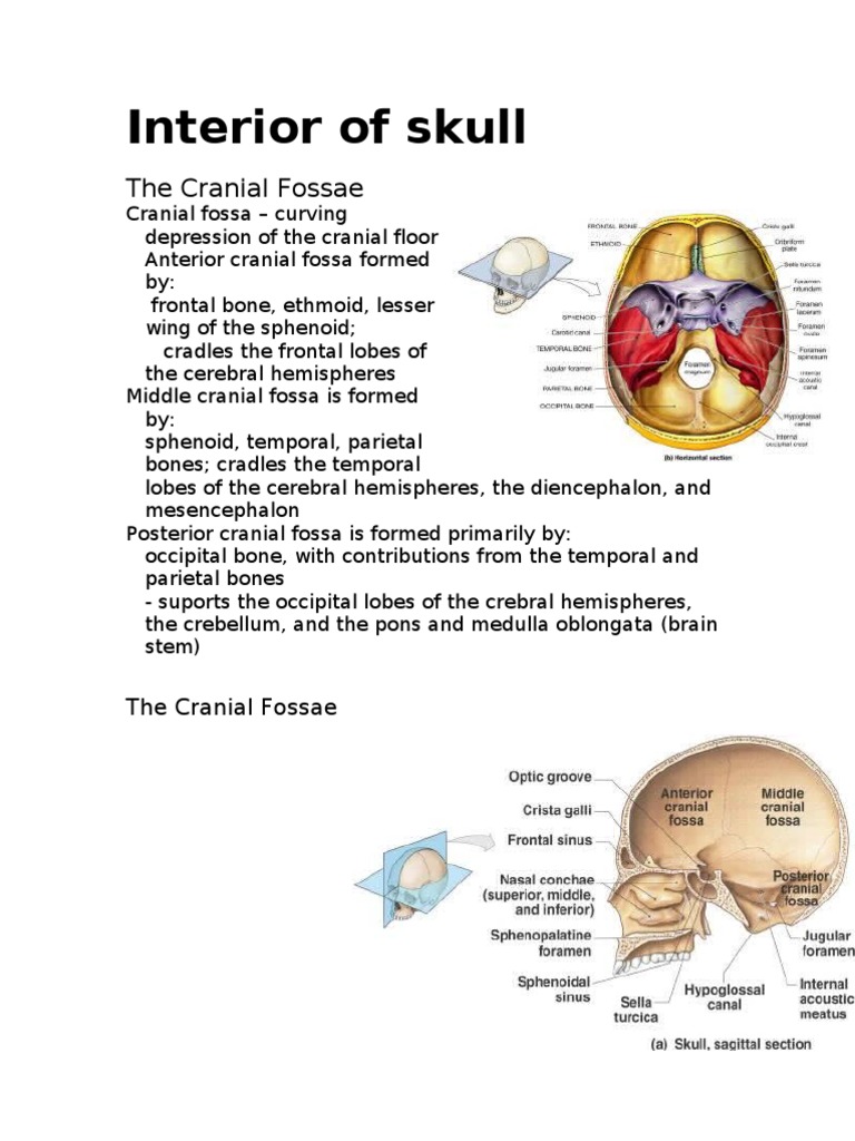 Interior Of Skull | Skull | Human Head And Neck