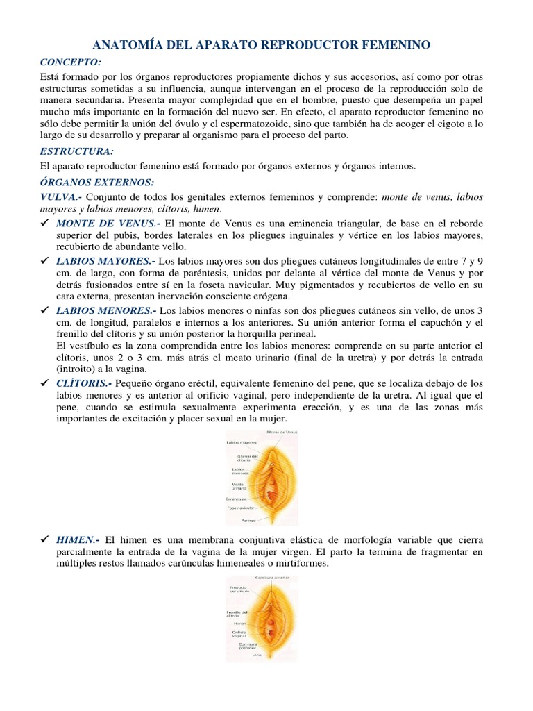La anatomía del aparato reproductor femenino: una descripción detallada ...