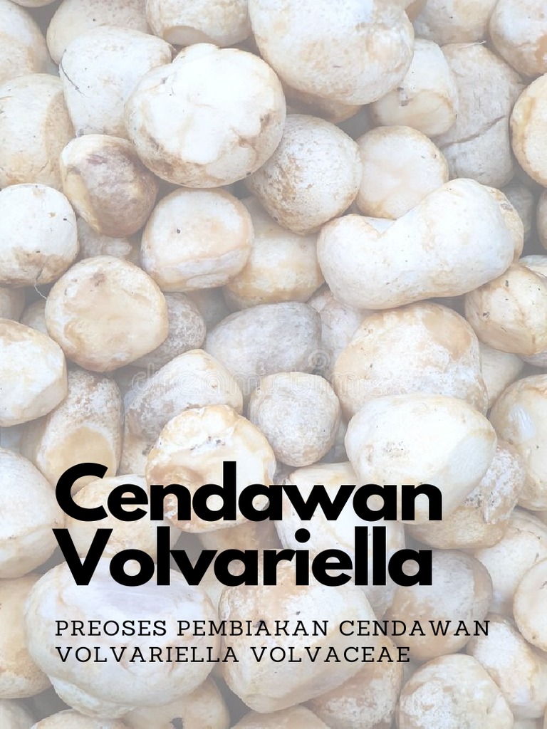Cendawan Volvariella | PDF