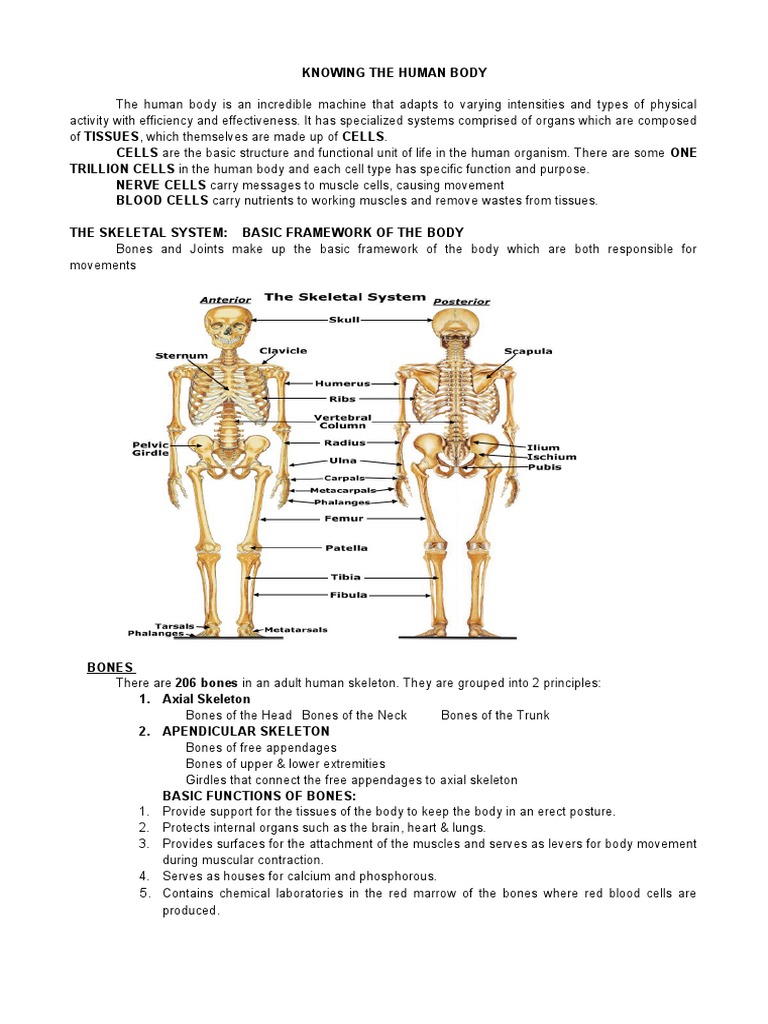 The Human Body | PDF | Anatomical Terms Of Motion | Skeleton