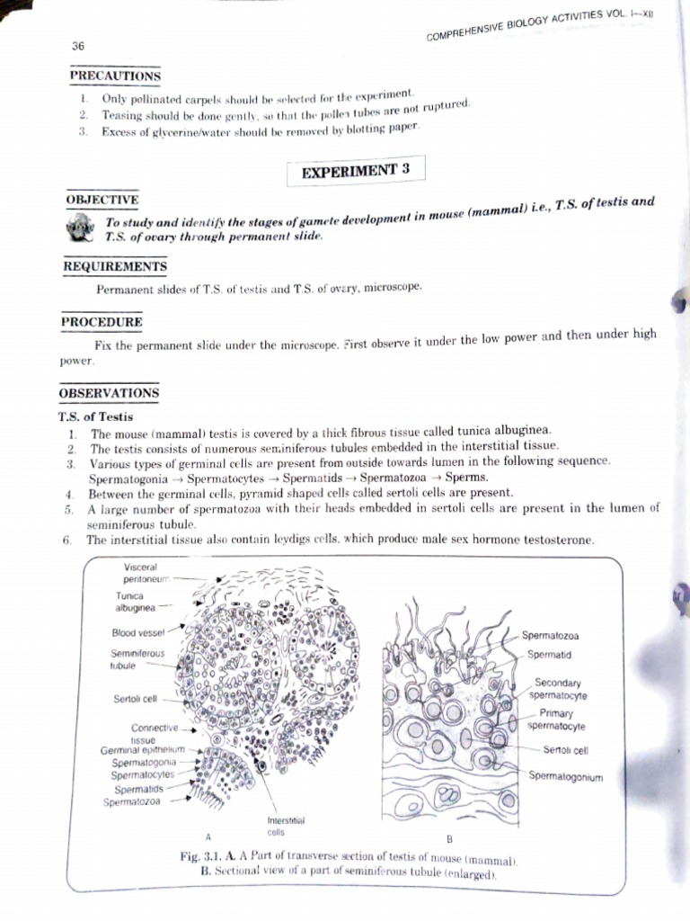 Biology Practical Part 2 | PDF | Meiosis | Ovary