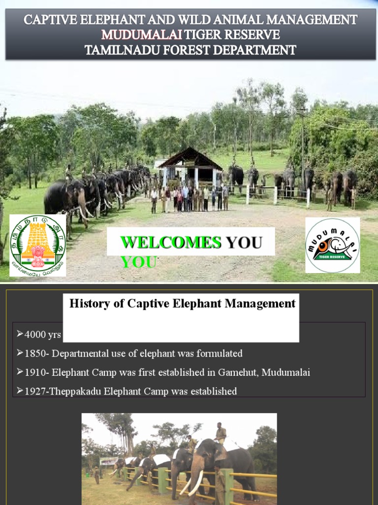 Elephant Management History MTR | PDF | Tiger | Elephant