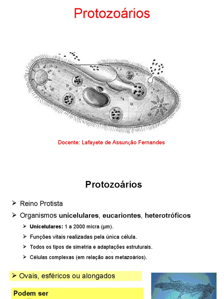 Aula 8 - Protozoários | PDF | Malária | Plasmodium
