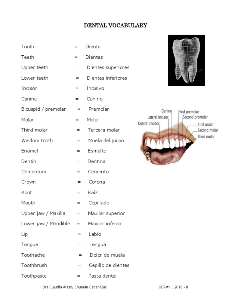 Dental Vocabulary | PDF