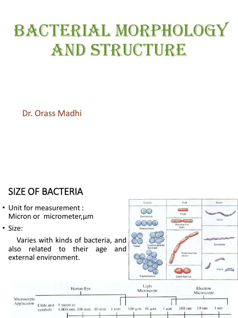 Bacterial Morphology & Structure | Download Free PDF | Cell (Biology ...