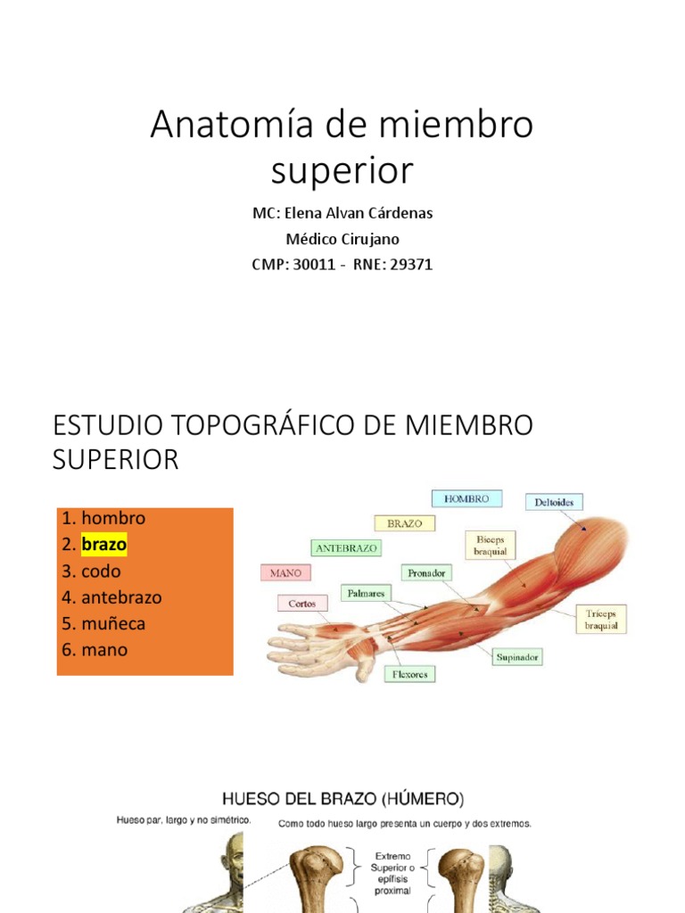 Anatomía del Brazo y Antebrazo | PDF | Codo | Sistema musculoesquelético