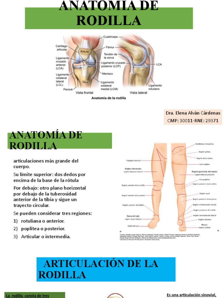 Anatomía de Rodilla | PDF | Rodilla | Articulación