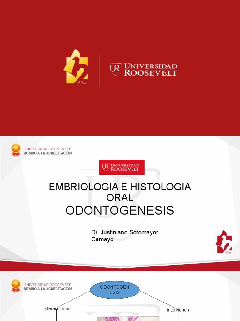 Odontogenesis 22-Ii | PDF | Crecimiento celular | Bioquímica