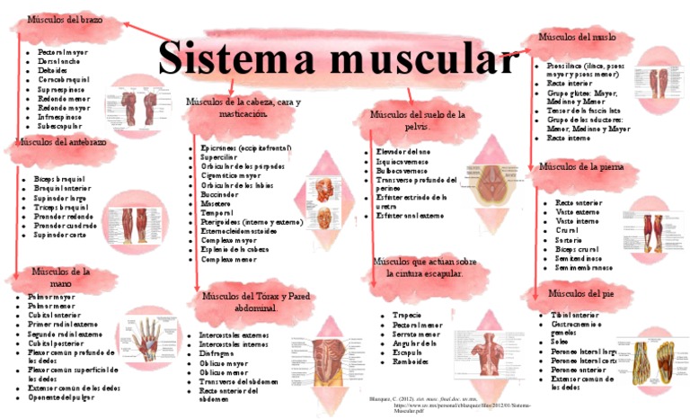 Mapa Conceptual Sistema Muscular | Descargar gratis PDF | Anatomía ...