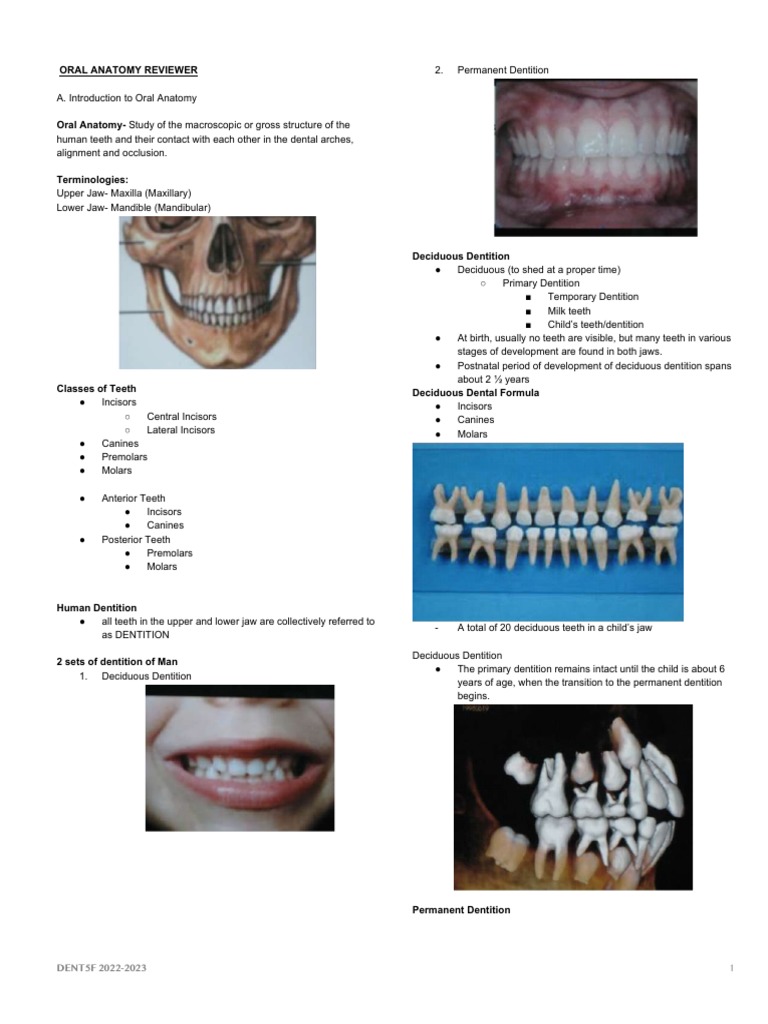 Oral Anatomy: Deciduous and Permanent Teeth | PDF | Dental Anatomy | Tooth