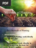 Planting System in Orchards | PDF | Rectangle | Orchard