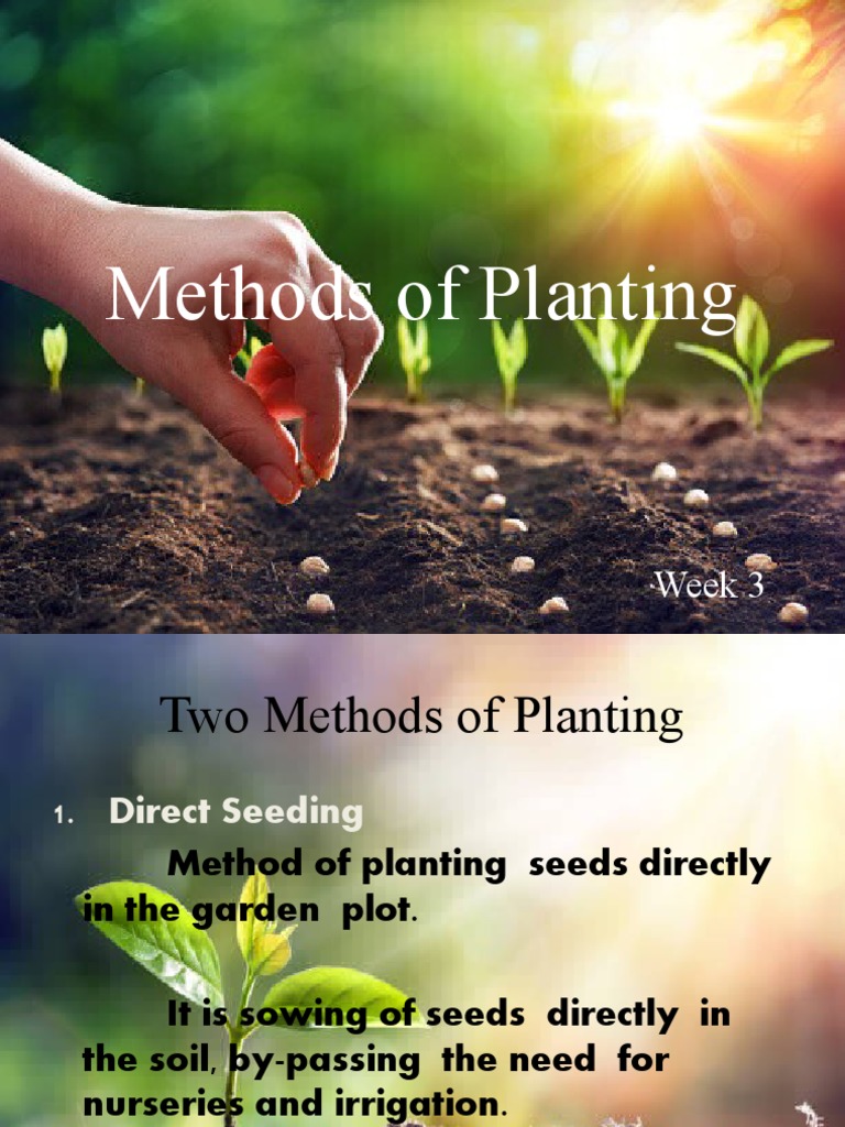 Direct and Indirect Planting Methods | PDF | Sowing | Seedling