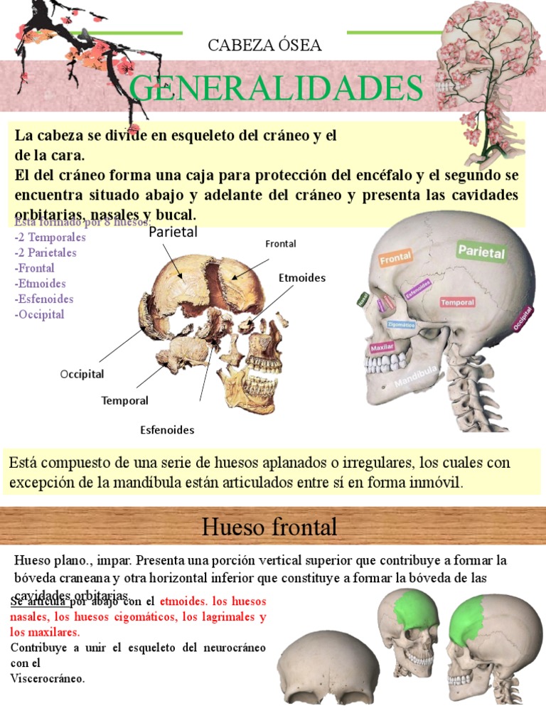 Cabeza Ósea | PDF | Cráneo | Sistema musculoesquelético