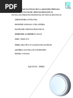 Morfología y Tipos de Aletas en Peces | PDF | Cordados | Pescado