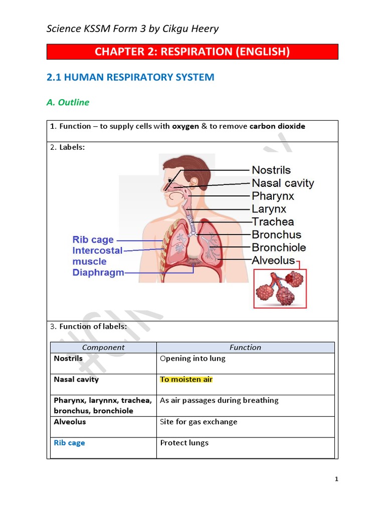 SCI F3 ChapterRespiration | PDF | Respiratory System | Exhalation