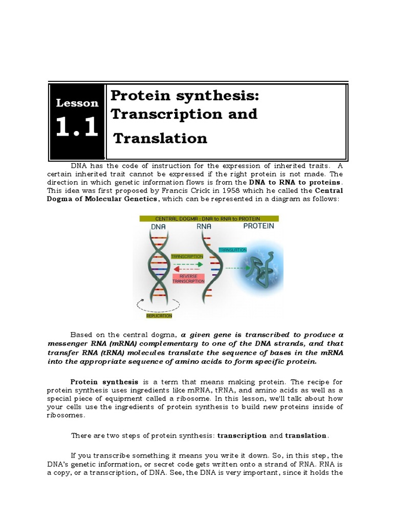 Lesson 5 Protein Synthesis | PDF | Translation (Biology) | Rna