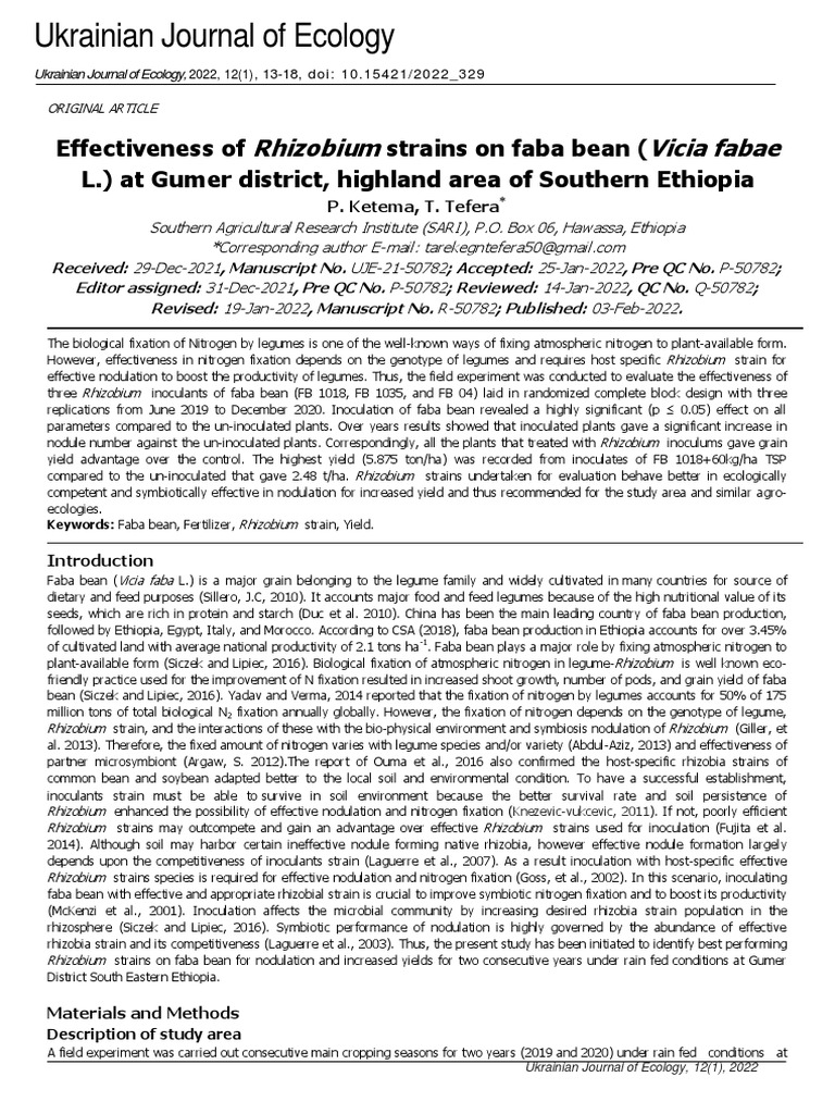 Rhizobium Impact on Faba Bean Yield | PDF | Botany | Agriculture