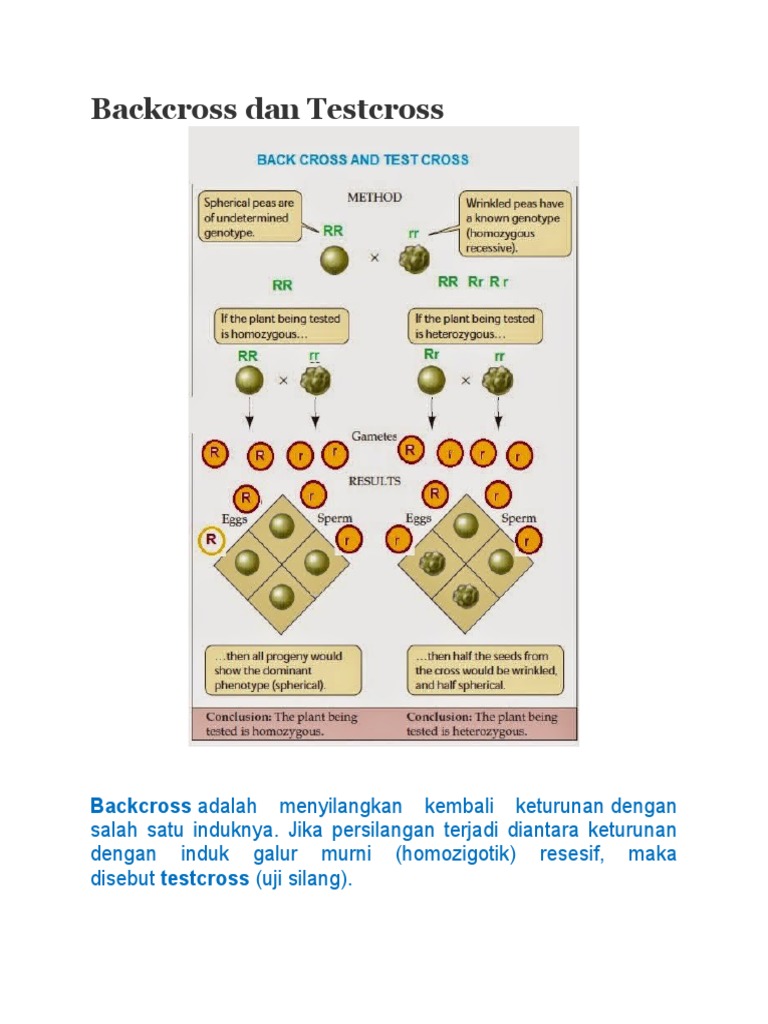 Backcross & Testcross: Genotip Keturunan | PDF | Kesehatan Holistik ...