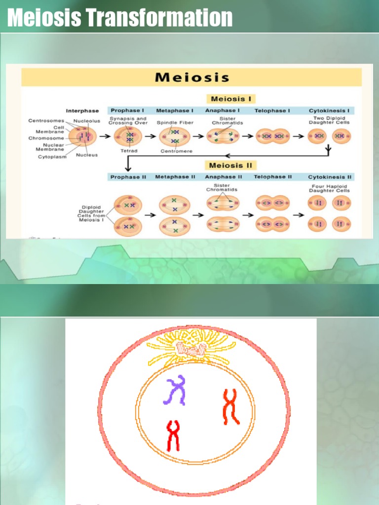 Meiosis Creates Genetic Diversity for Survival | PDF | Meiosis | Ploidy
