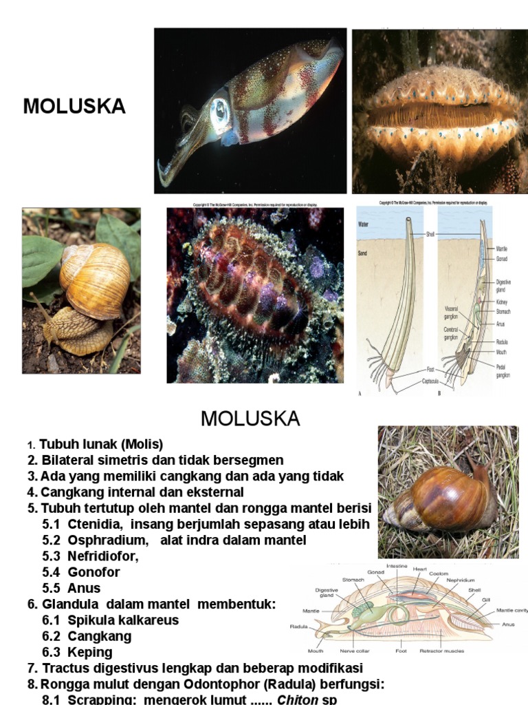 Struktur dan Klasifikasi Moluska | PDF