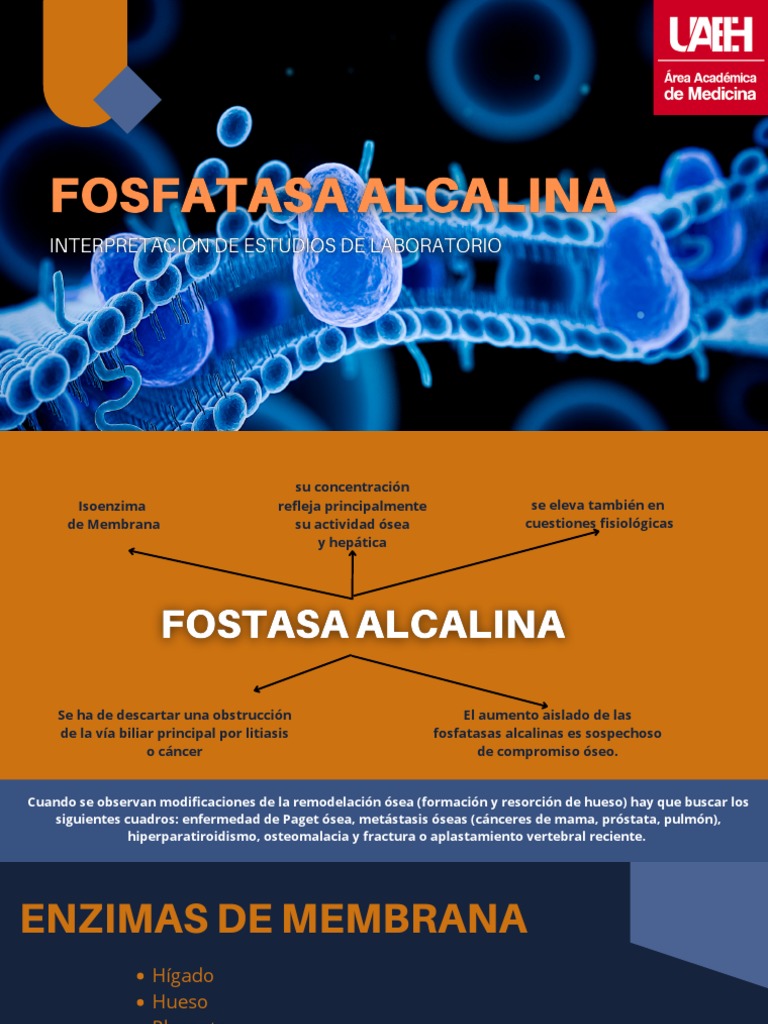 Fosfatasa Alcalina | PDF | Interleucina 6 | Hueso