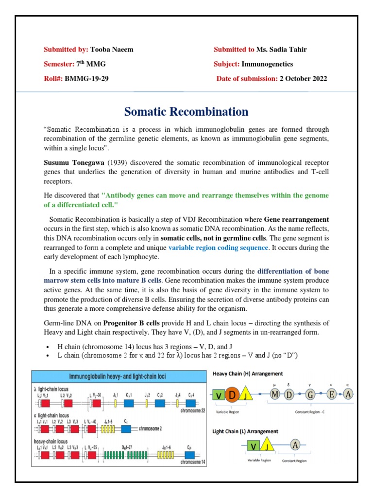Somatic Recombination Pdf Gene Antibody