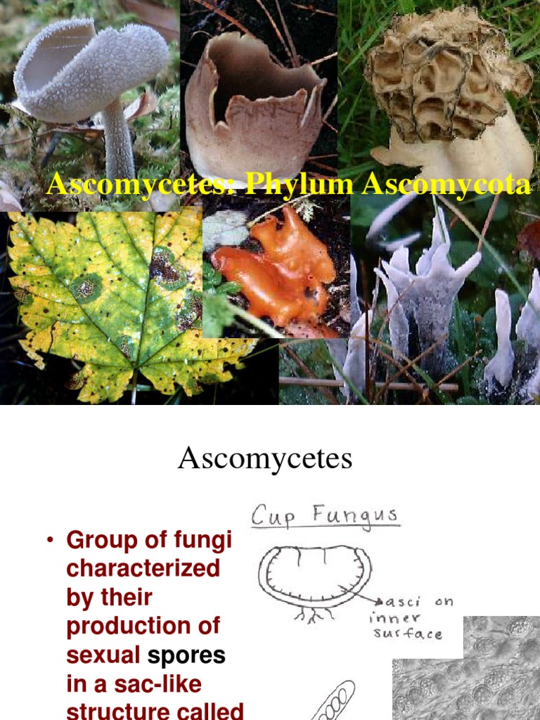 Ascomycetes: Phylum Ascomycota | PDF | Fungus | Reproduction