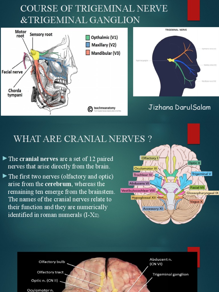 Course of Trigeminal Nerve &trigeminal Ganglion (1) - 2 | PDF ...