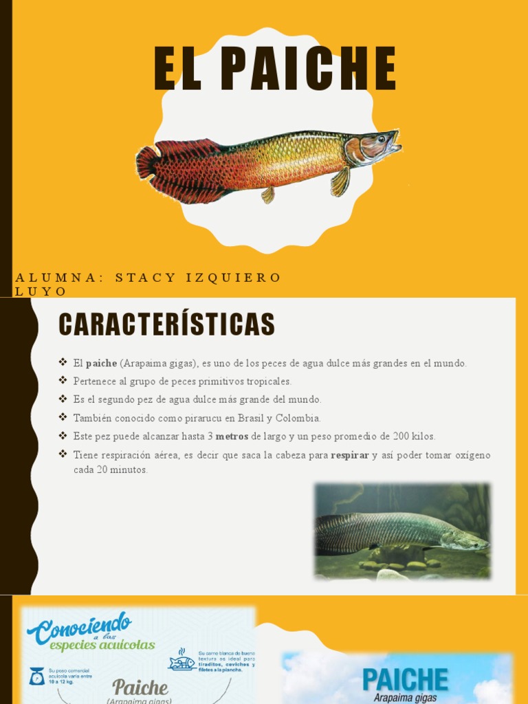 Características del Paiche: Pez Gigante | PDF | Salud y bienestar