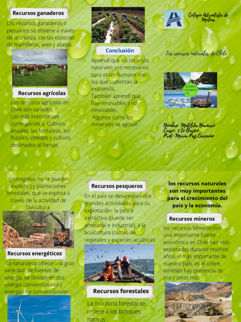 Recursos Naturales de Chile Rev 1 | PDF | Agricultura | Los bosques