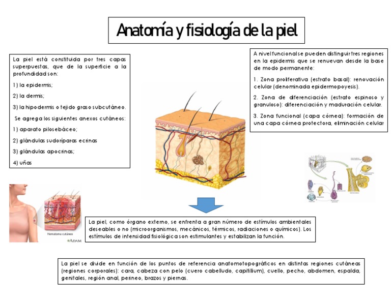 Piel Pdf