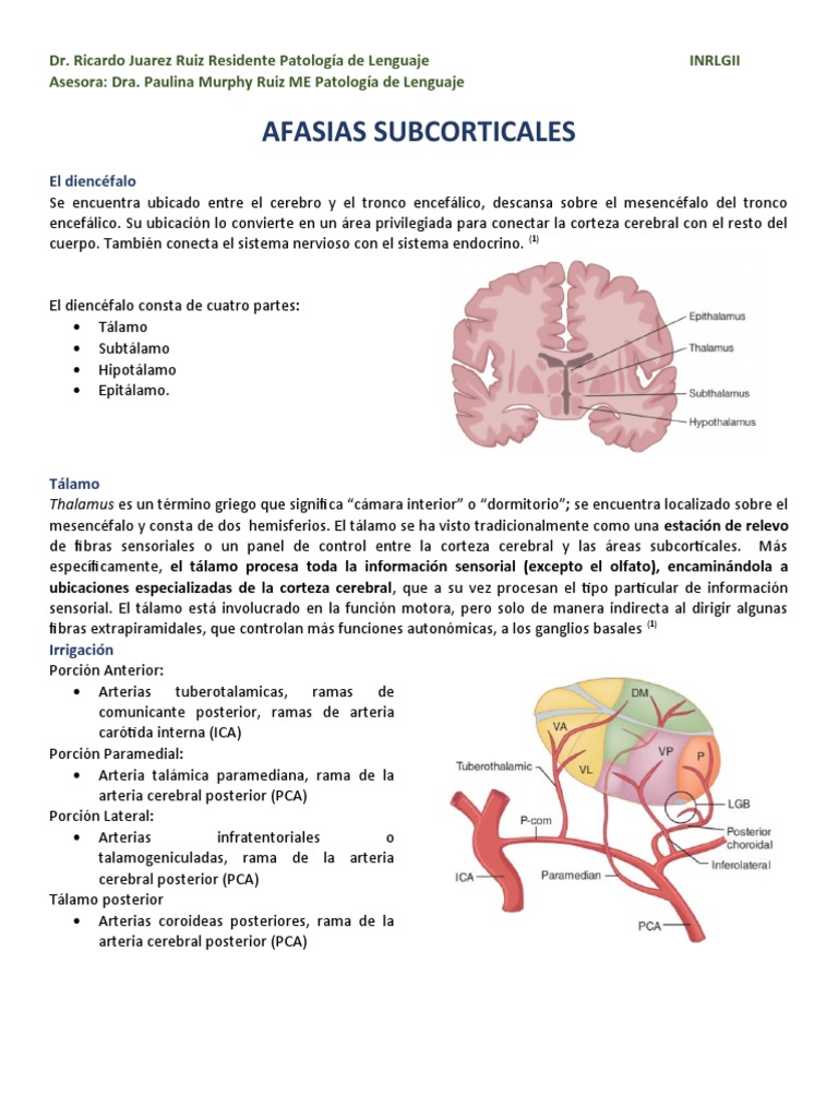 Afasias Subcorticales | PDF | Cerebro | Afasia