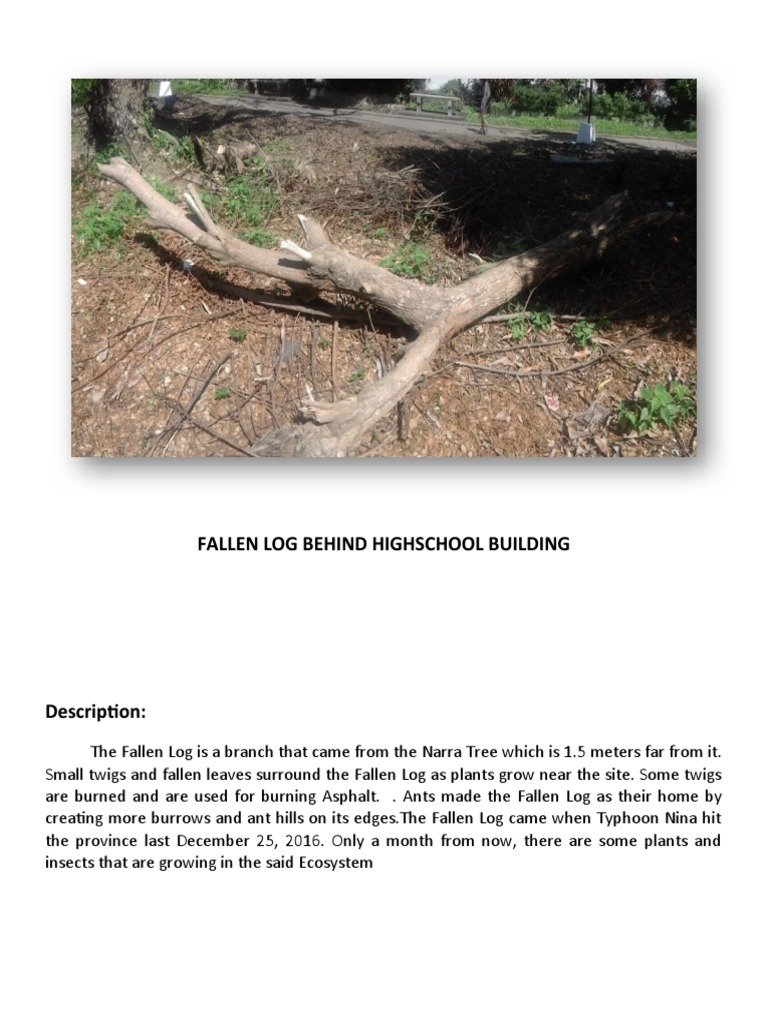 Fallen Log Ecosystem | PDF