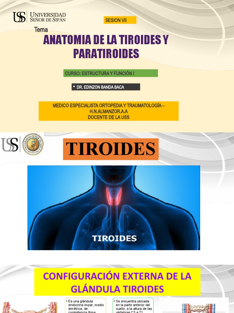 Anatomia de La Tiroides y Paratiroides | PDF | Glándula paratiroidea ...